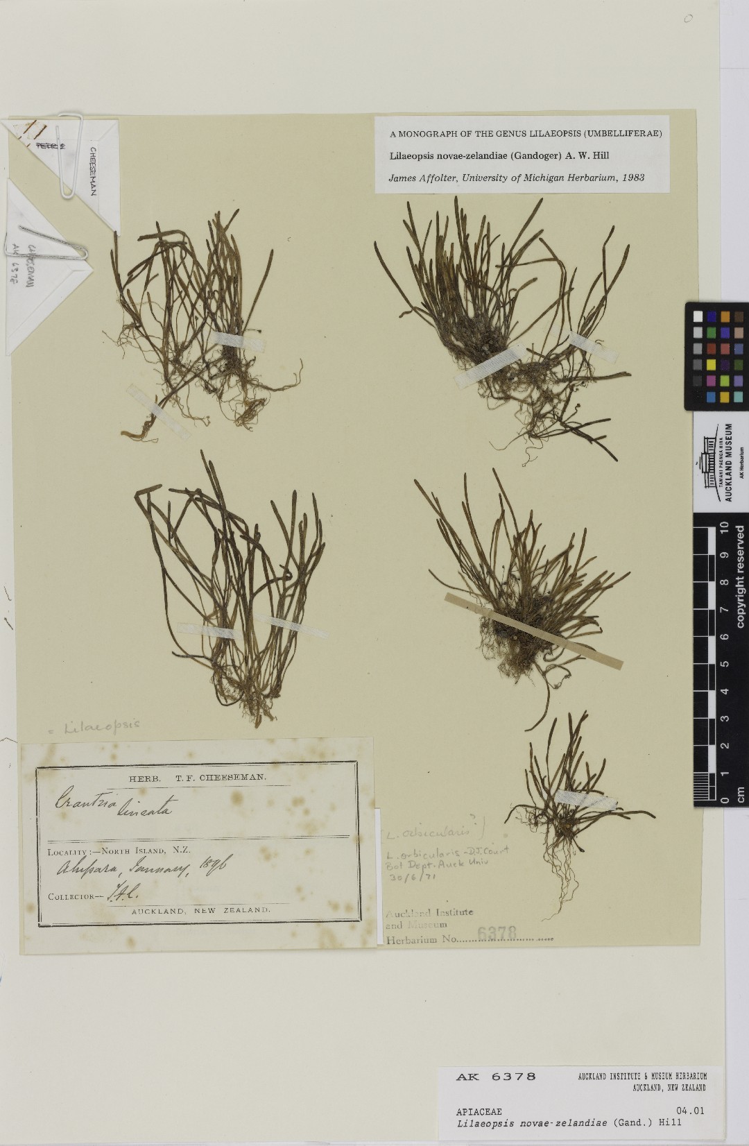 Lilaeopsis novae-zelandiae - PictureThis