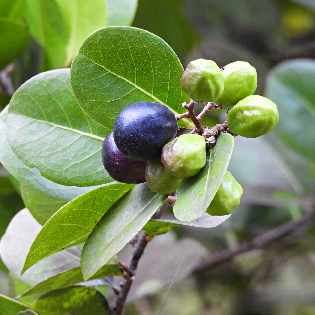 Coco plums Care (Watering, Fertilize, Pruning, Propagation) - PictureThis