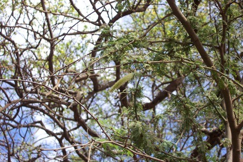 Kiawe (Prosopis pallida) Flower, Leaf, Care, Uses - PictureThis