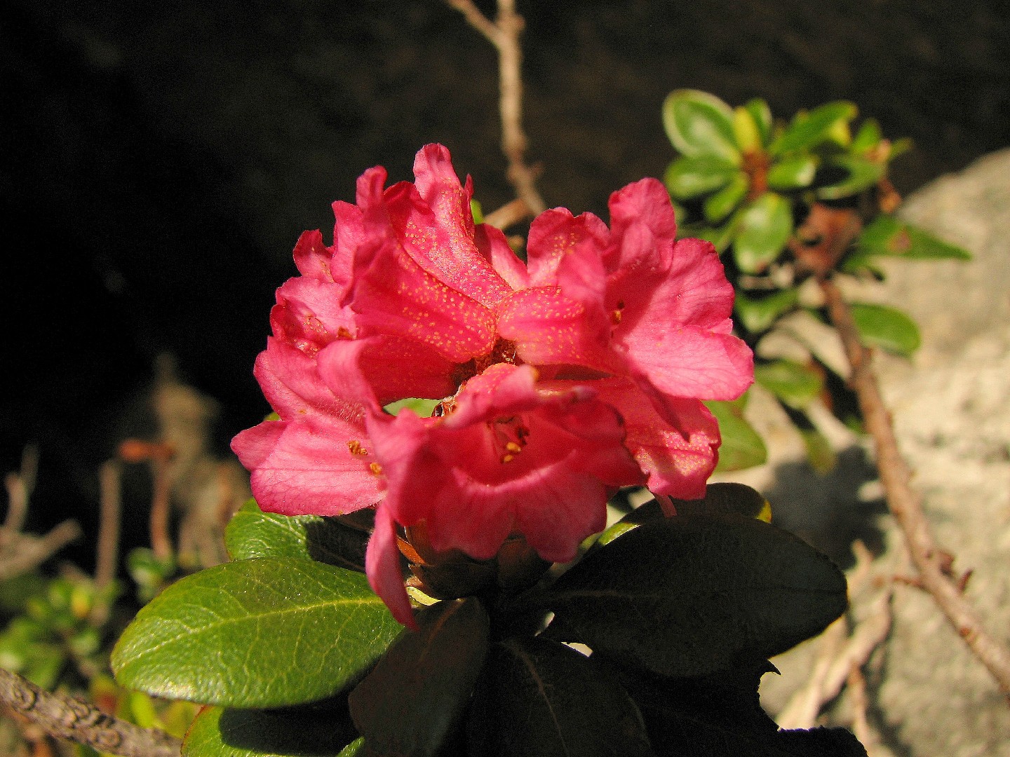 Alpen rose (Rhododendron ferrugineum) Flower, Leaf, Care, Uses ...