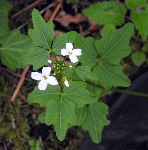 Cardamine angulata - PictureThis