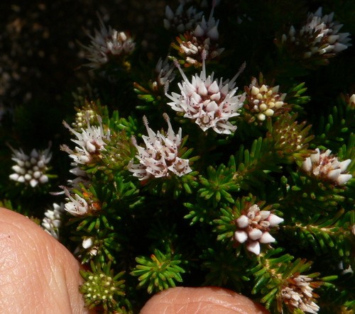 Darwinia Flower, Leaf, Care, Uses - PictureThis