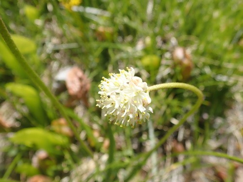 Western false asphodel (Triantha occidentalis) Flower, Leaf, Care, Uses ...