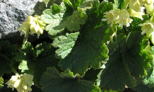 Elmera racemosa - PictureThis