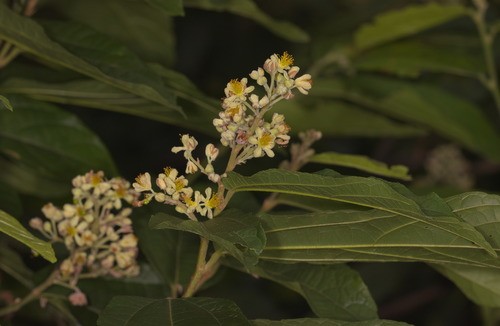 Microcos paniculata - PictureThis