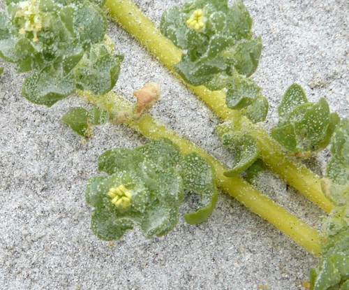 Atriplex billardierei Flower, Leaf, Care, Uses - PictureThis