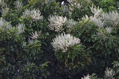 How to Plant and Grow Ivory curl tree(Buckinghamia celsissima)