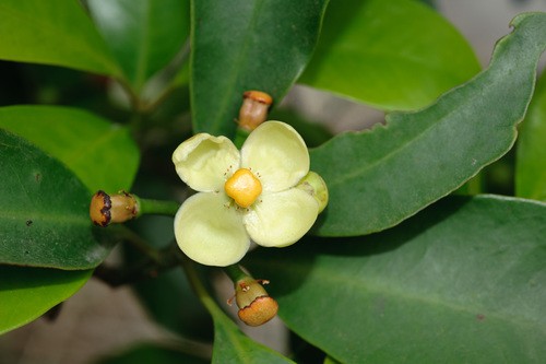 Garcinia multiflora - PictureThis