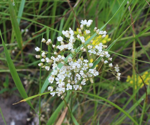Eremogone Flower, Leaf, Care, Uses - PictureThis