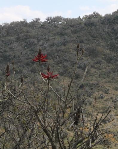 Colorín (Erythrina coralloides) - PictureThis