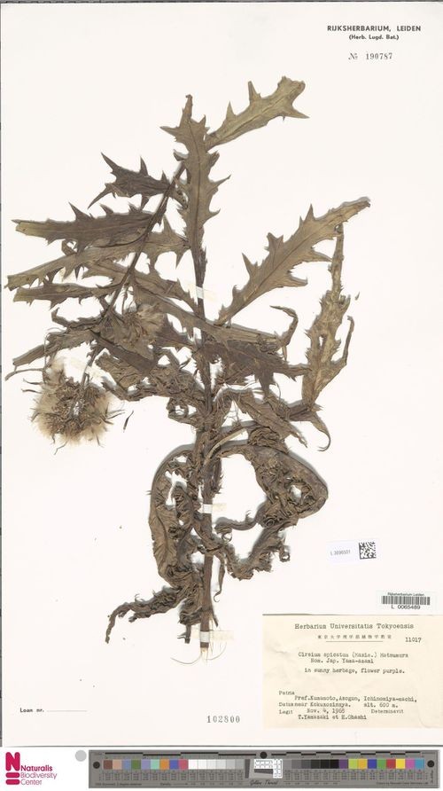 Cirsium spicatum Flower, Leaf, Care, Uses - PictureThis