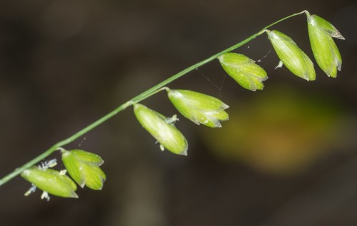 Twoflower melicgrass (Melica mutica) Flower, Leaf, Care, Uses - PictureThis