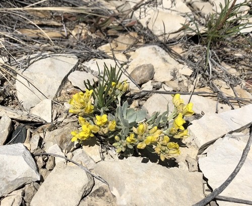 Front range twinpod (Physaria bellii) Flower, Leaf, Care, Uses ...