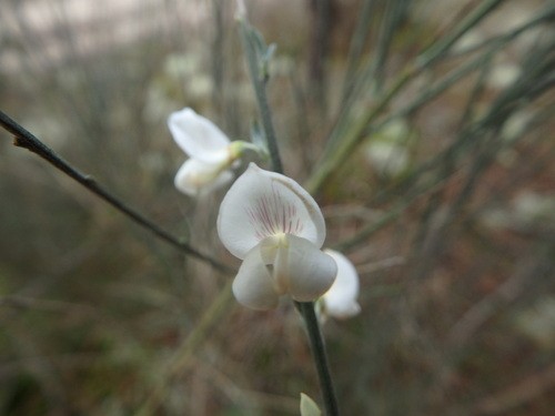 Escoba blanca (Cytisus multiflorus) - PictureThis
