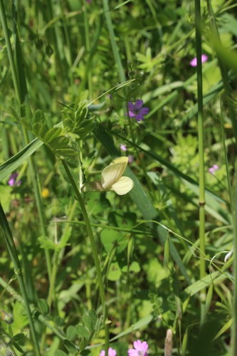 Hairy yellow vetch (Vicia hybrida) Flower, Leaf, Care, Uses - PictureThis