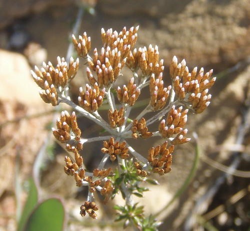 Metalasia densa - PictureThis