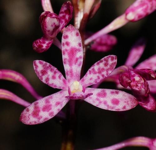 Dipodium squamatum - PictureThis
