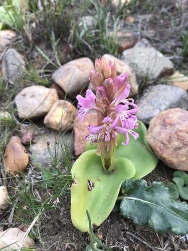 Satyrium erectum - PictureThis