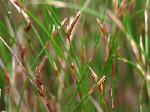 Jointed rushes (Restionaceae) Flower, Leaf, Care, Uses - PictureThis