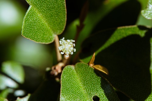 Croton cascarilloides - PictureThis