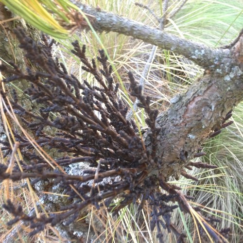 Flor negra de ocote (Arceuthobium vaginatum) - PictureThis