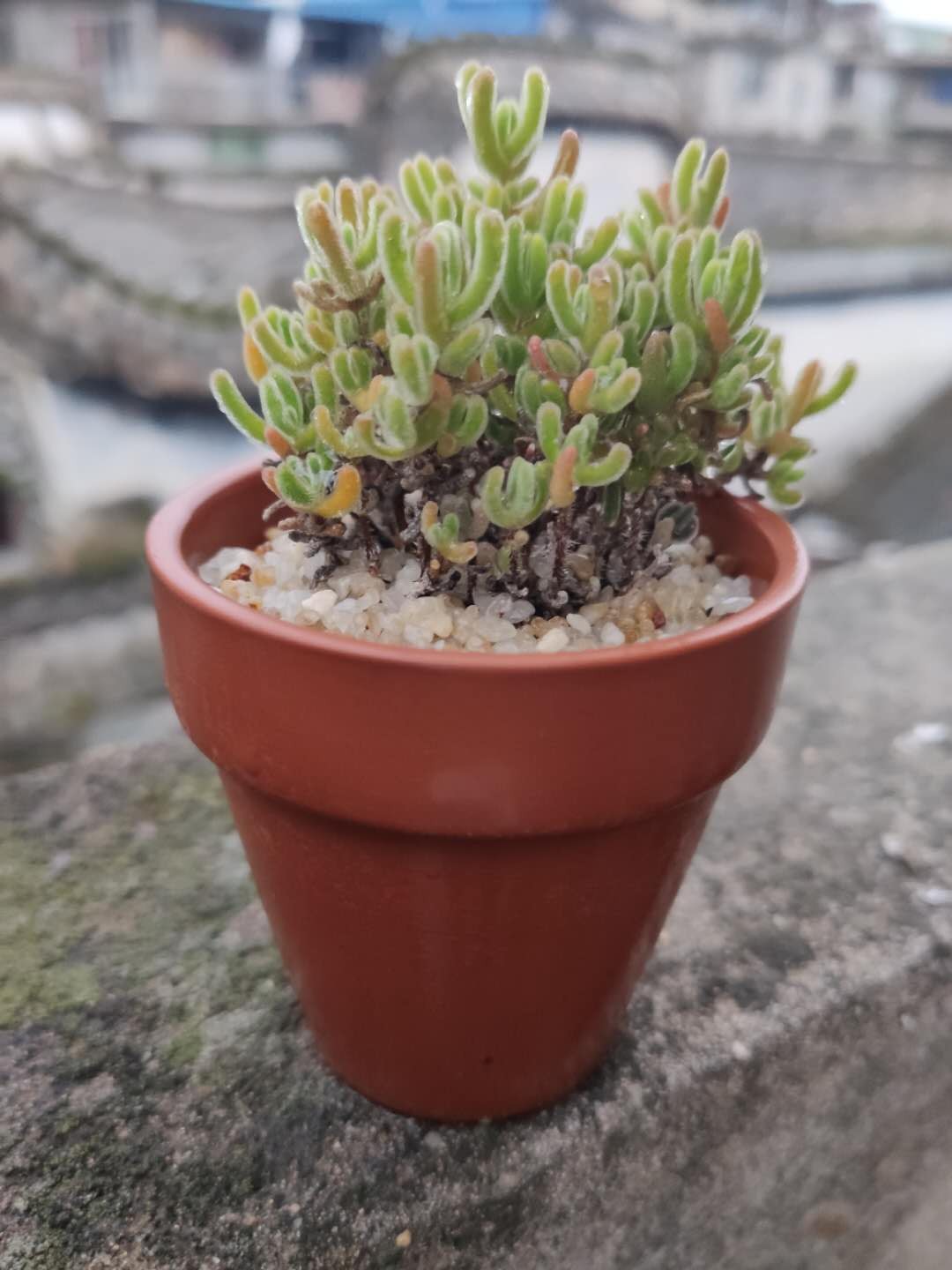 How to Plant and Grow Dicrocaulon ramulosum(Dicrocaulon ramulosum)