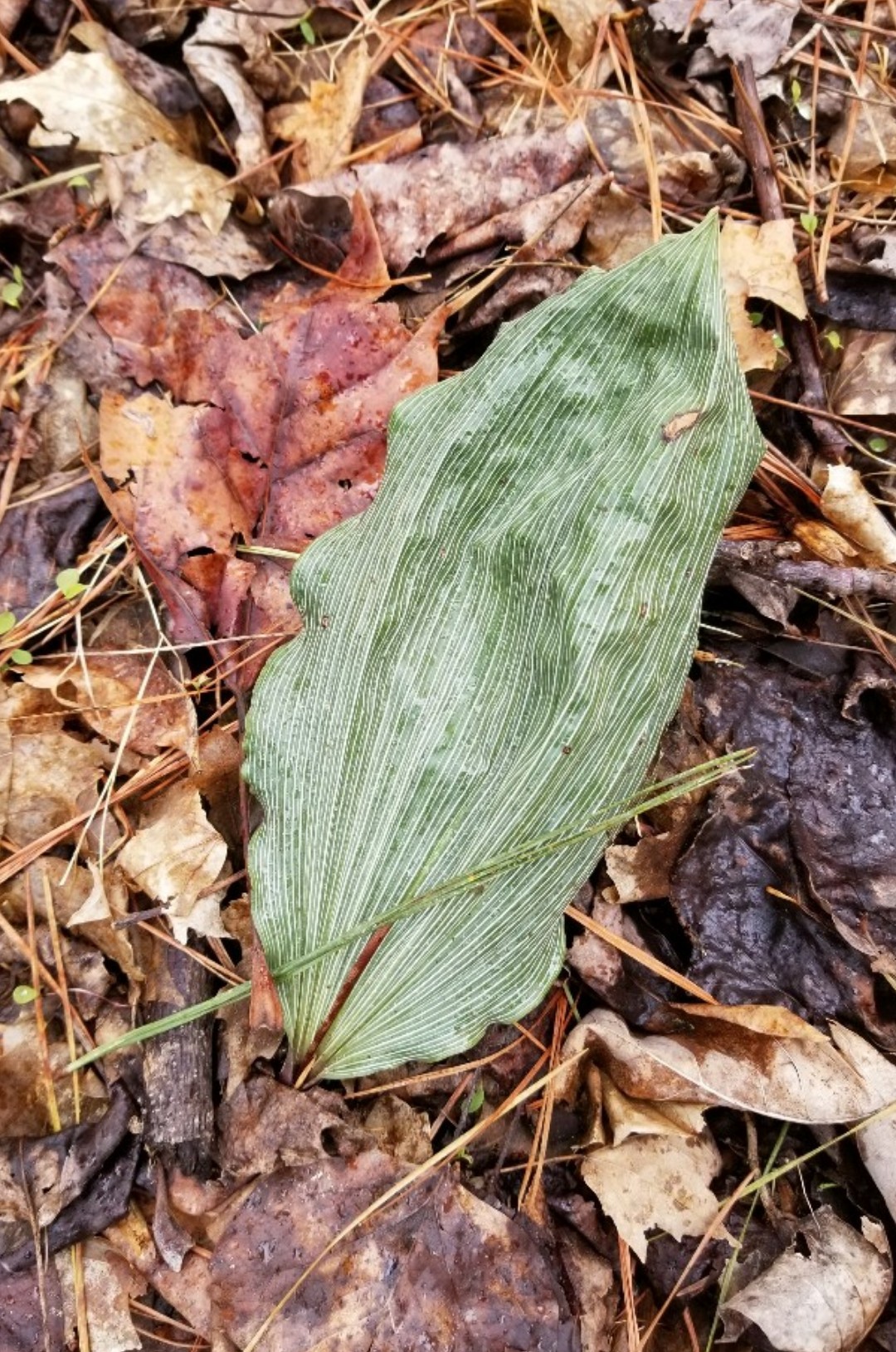 Putty root orchid (Aplectrum hyemale) Flower, Leaf, Care, Uses ...