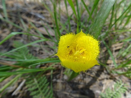 Calochortus monophyllus - PictureThis