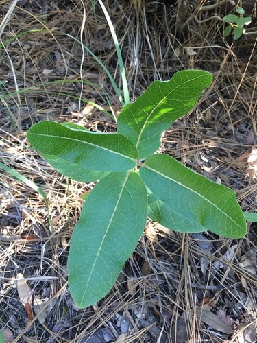 Talayote (Asclepias hypoleuca) - PictureThis