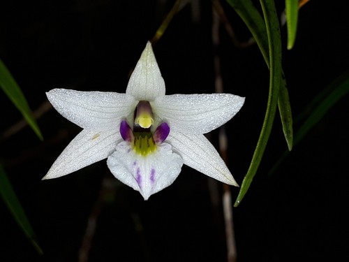 Christmas orchid (Dendrobium cunninghamii) Flower, Leaf, Care, Uses ...