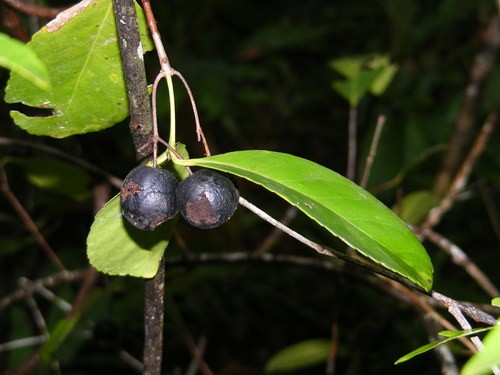 Elaeodendron - PictureThis