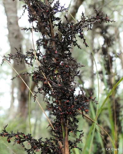 Gahnia sieberiana - PictureThis