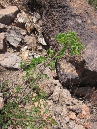 Leucaena retusa - PictureThis