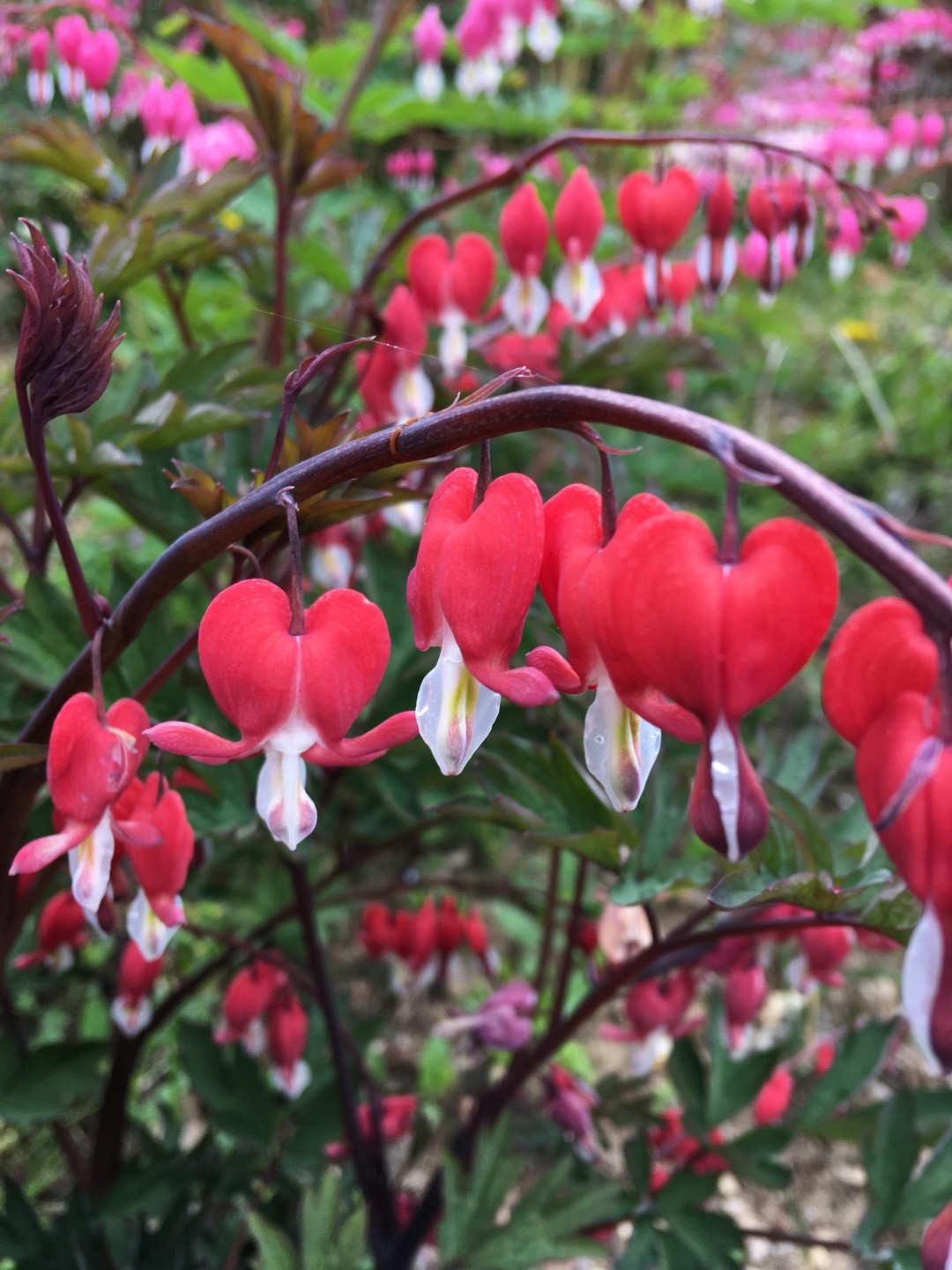 Bleeding-Hearts (Dicentra) Flower, Leaf, Care, Uses - PictureThis