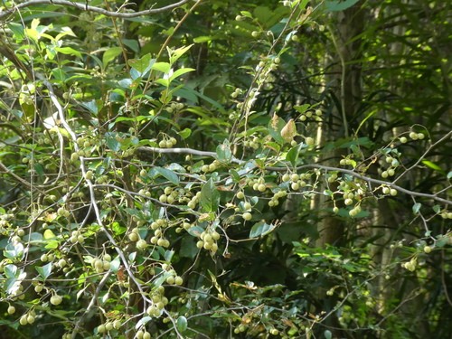 How to Plant and Grow Styrax faberi(Styrax faberi)