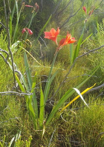 Cyrtanthus elatus - PictureThis