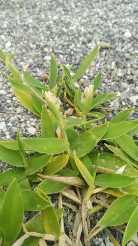 Kuroiwa grass Care (Watering, Fertilize, Pruning, Propagation) - PictureThis