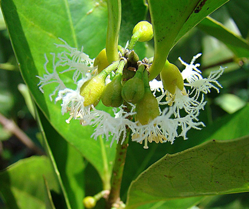 Goatwood (Cassipourea guianensis) Flower, Leaf, Care, Uses - PictureThis