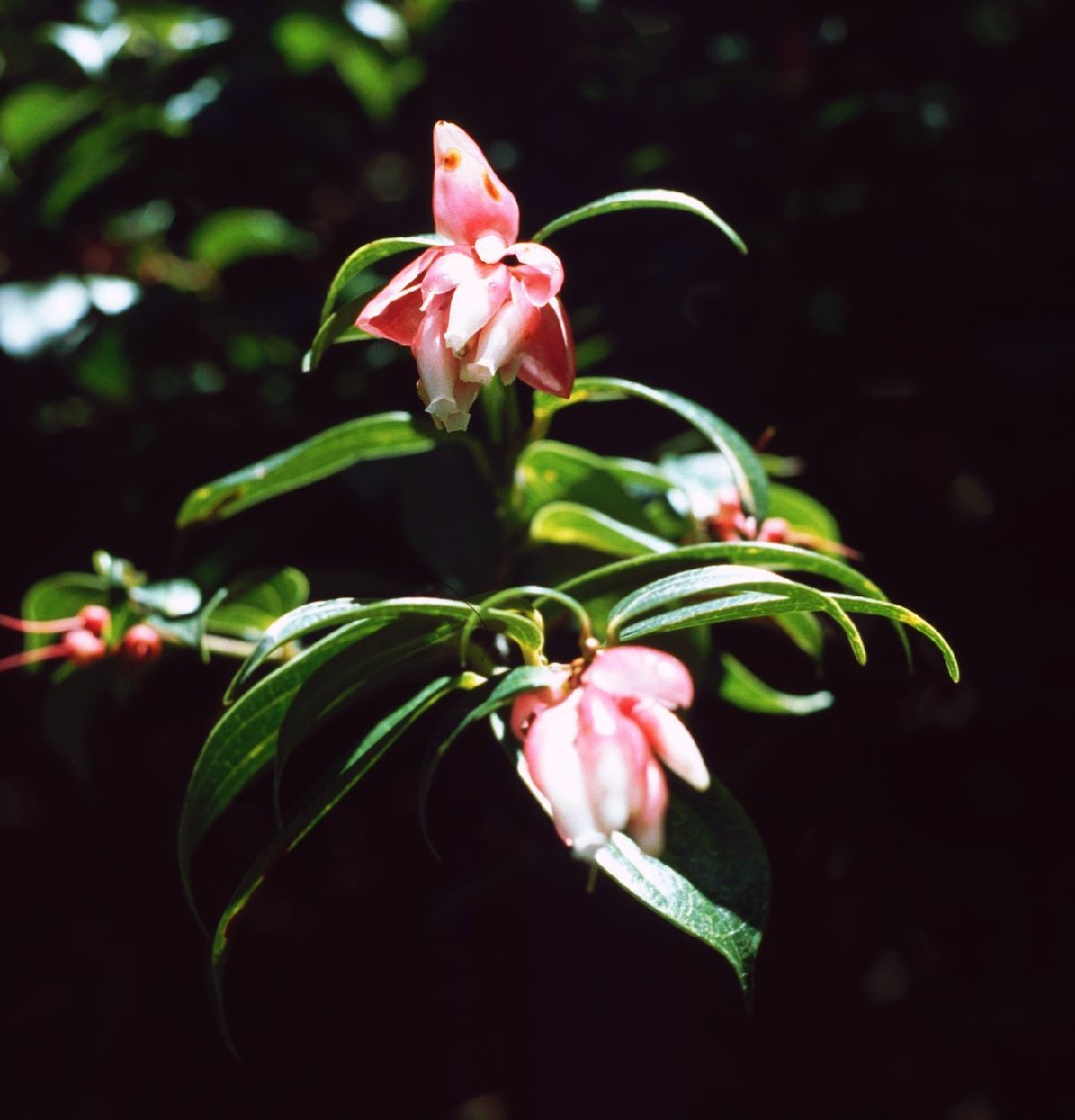 Mountain grape (Cavendishia bracteata) Flower, Leaf, Care, Uses ...