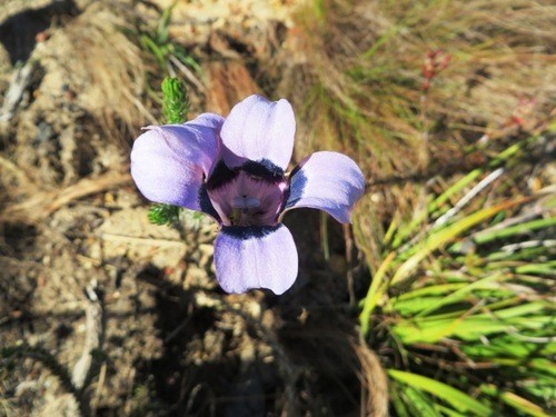 Roella incurva - PictureThis