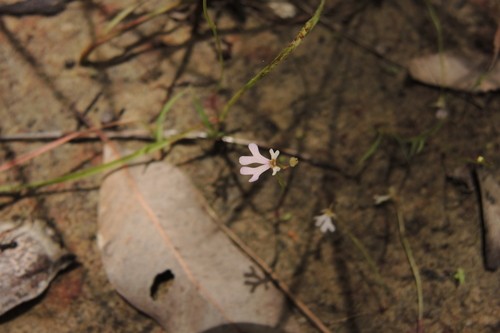 Stylidium capillare Flower, Leaf, Care, Uses - PictureThis