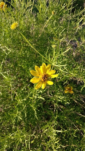 Sidneya Flower, Leaf, Care, Uses - PictureThis