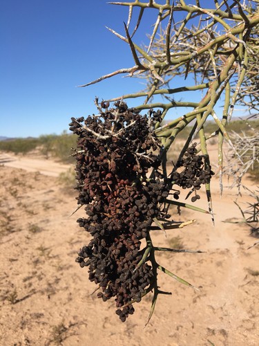 Castela Flower, Leaf, Care, Uses - PictureThis