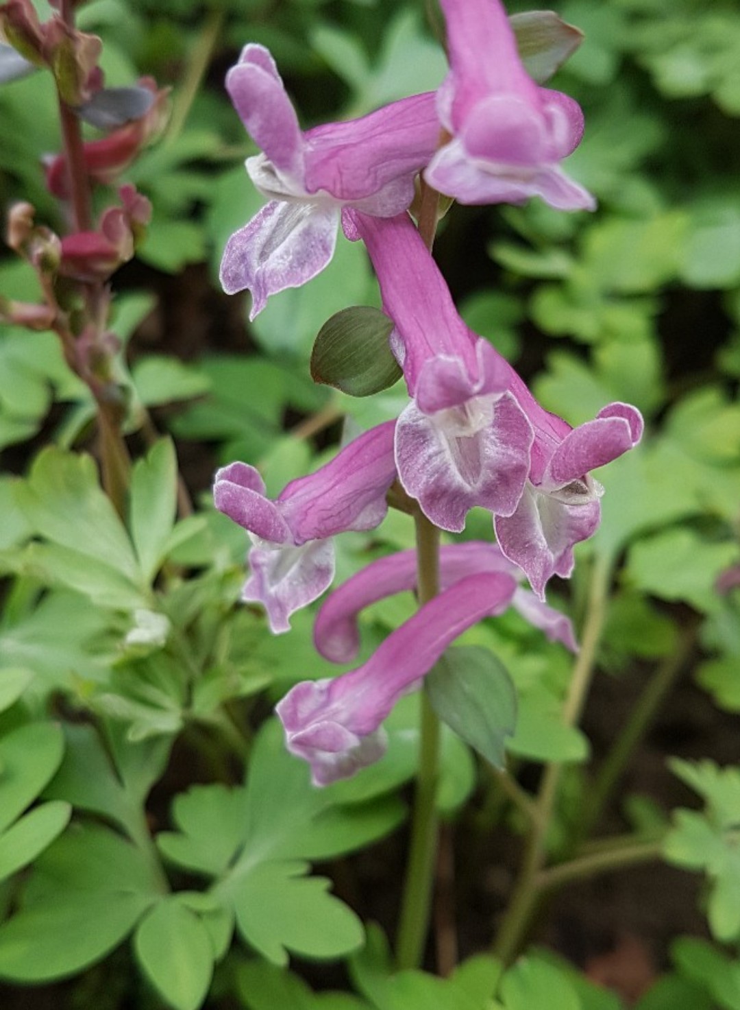 Corydalis - PictureThis