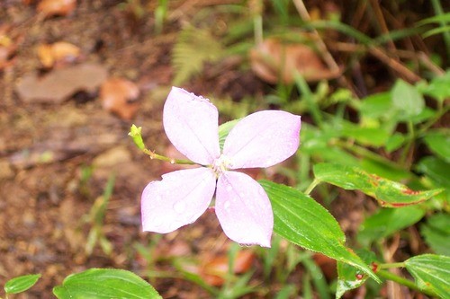 Arthrostemma ciliatum - PictureThis