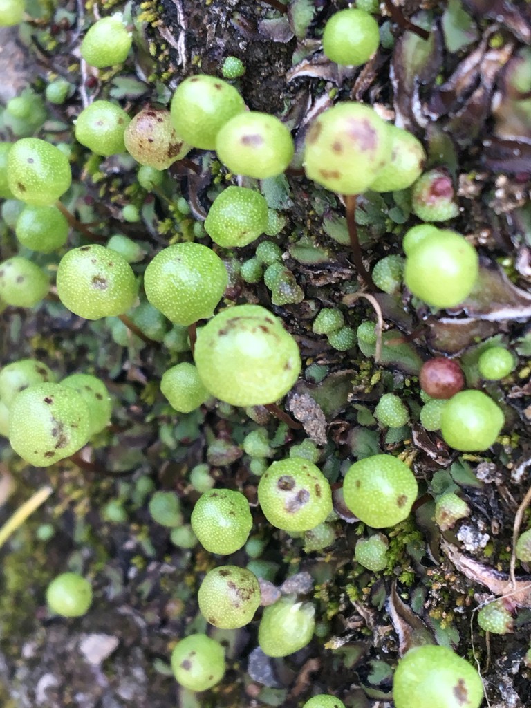 Asterella palmeri - PictureThis