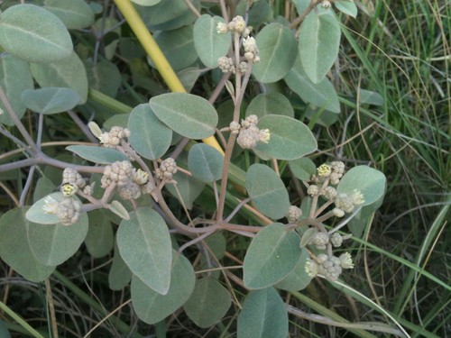 Gulf croton (Croton punctatus) Flower, Leaf, Care, Uses - PictureThis