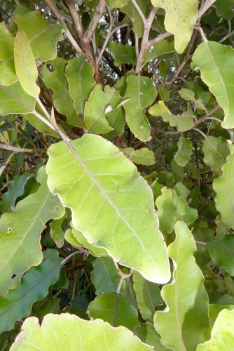 Olearia albida - PictureThis
