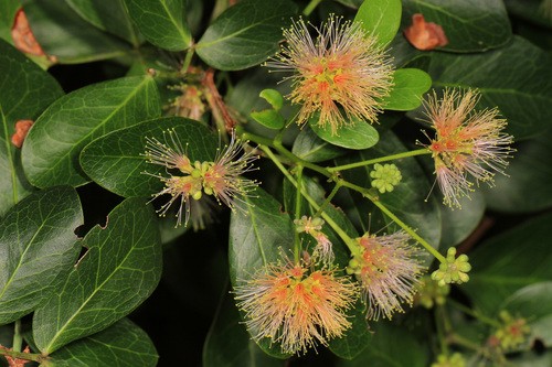 Florida keys blackbead (Pithecellobium keyense) Flower, Leaf, Care ...