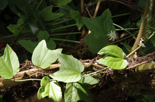 Passiflora rubra - PictureThis